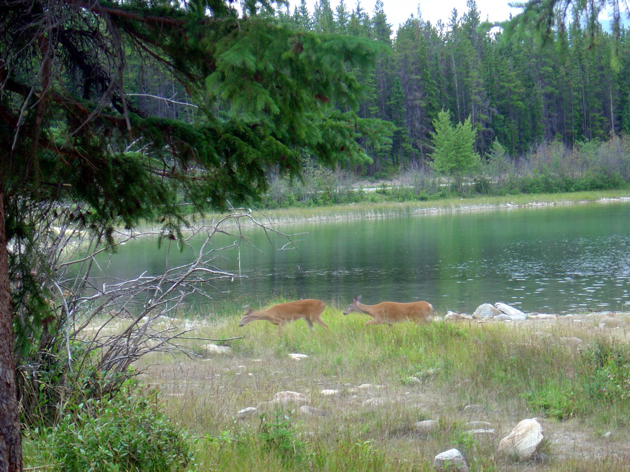 Pictures of Patricia Lake - Pictures Of Celebrities